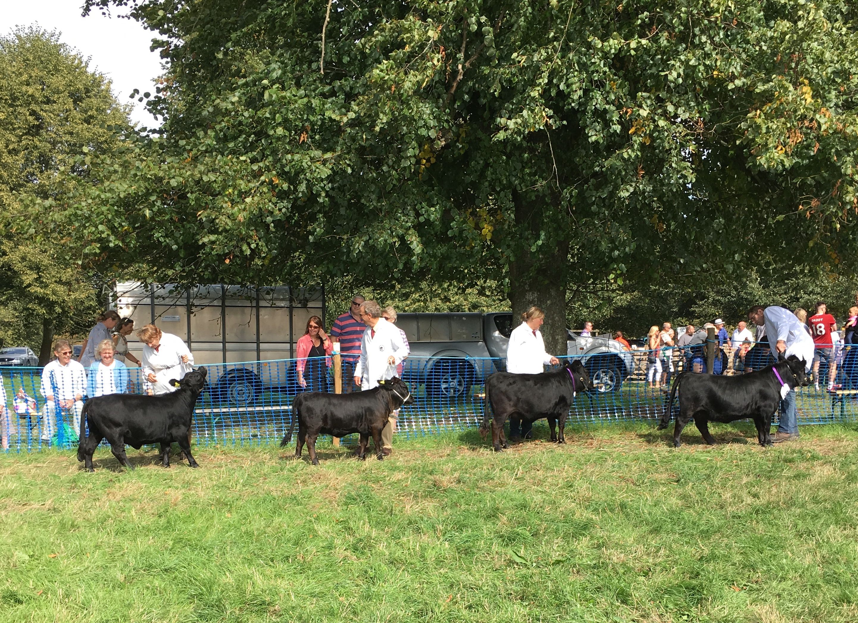 Alresford Agricultural Show - Seaward Homes