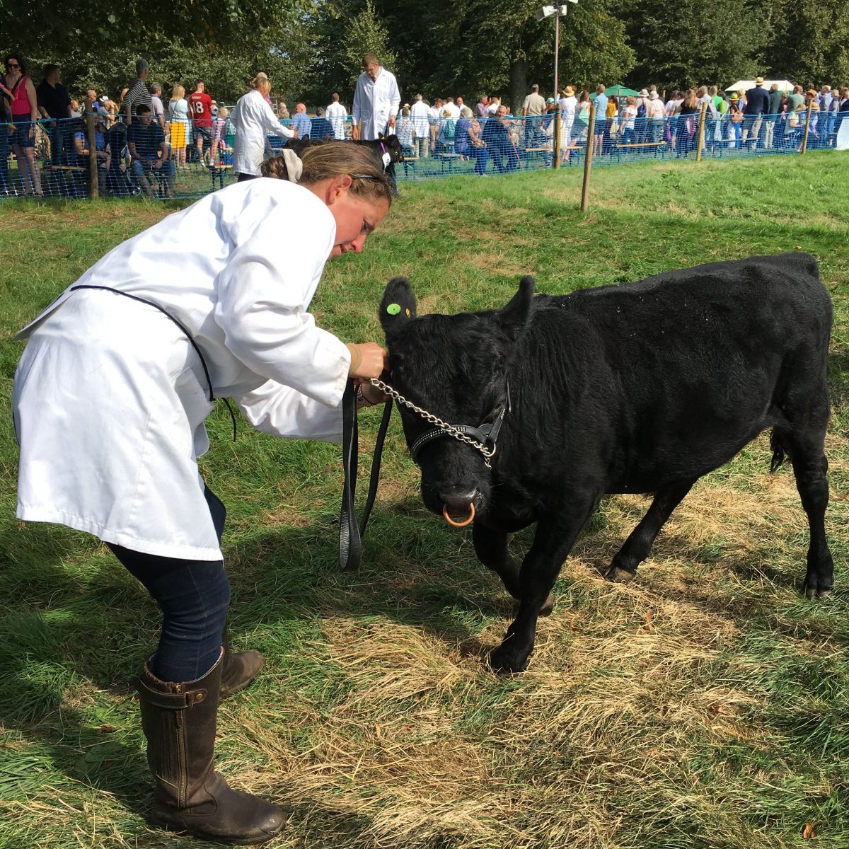 Alresford Agricultural Show - Seaward Homes